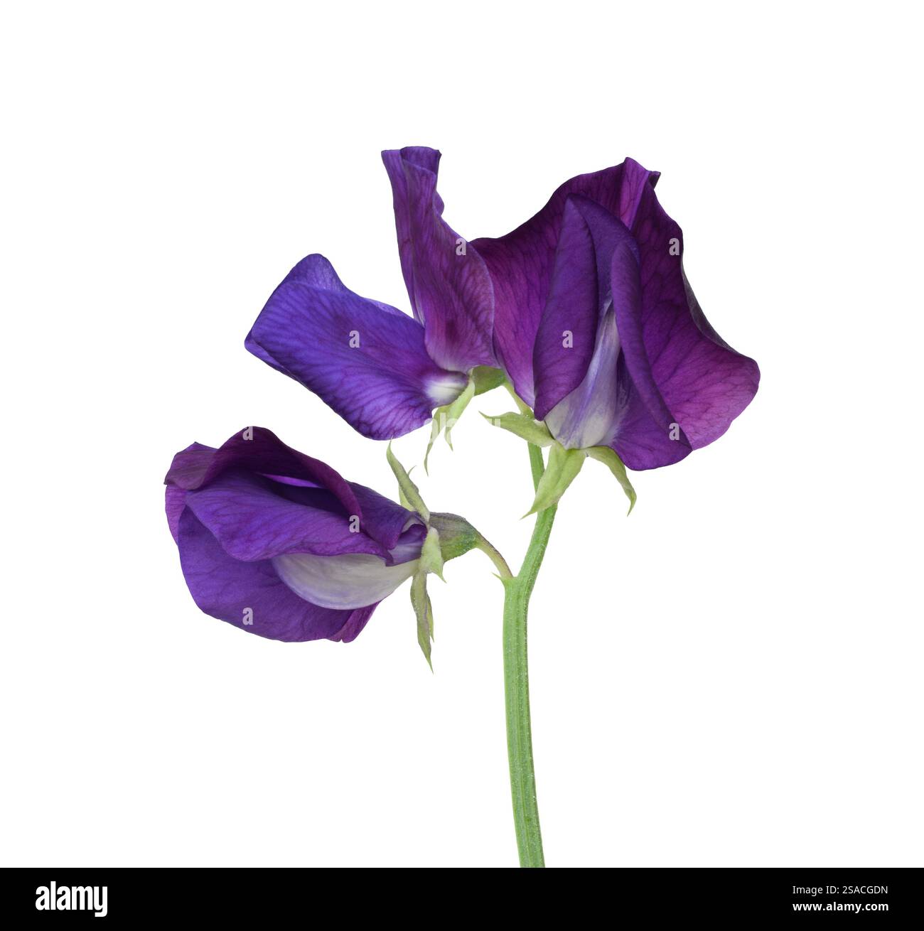 Purple Sweet Pea flower isolated cutout on white Stock Photo - Alamy