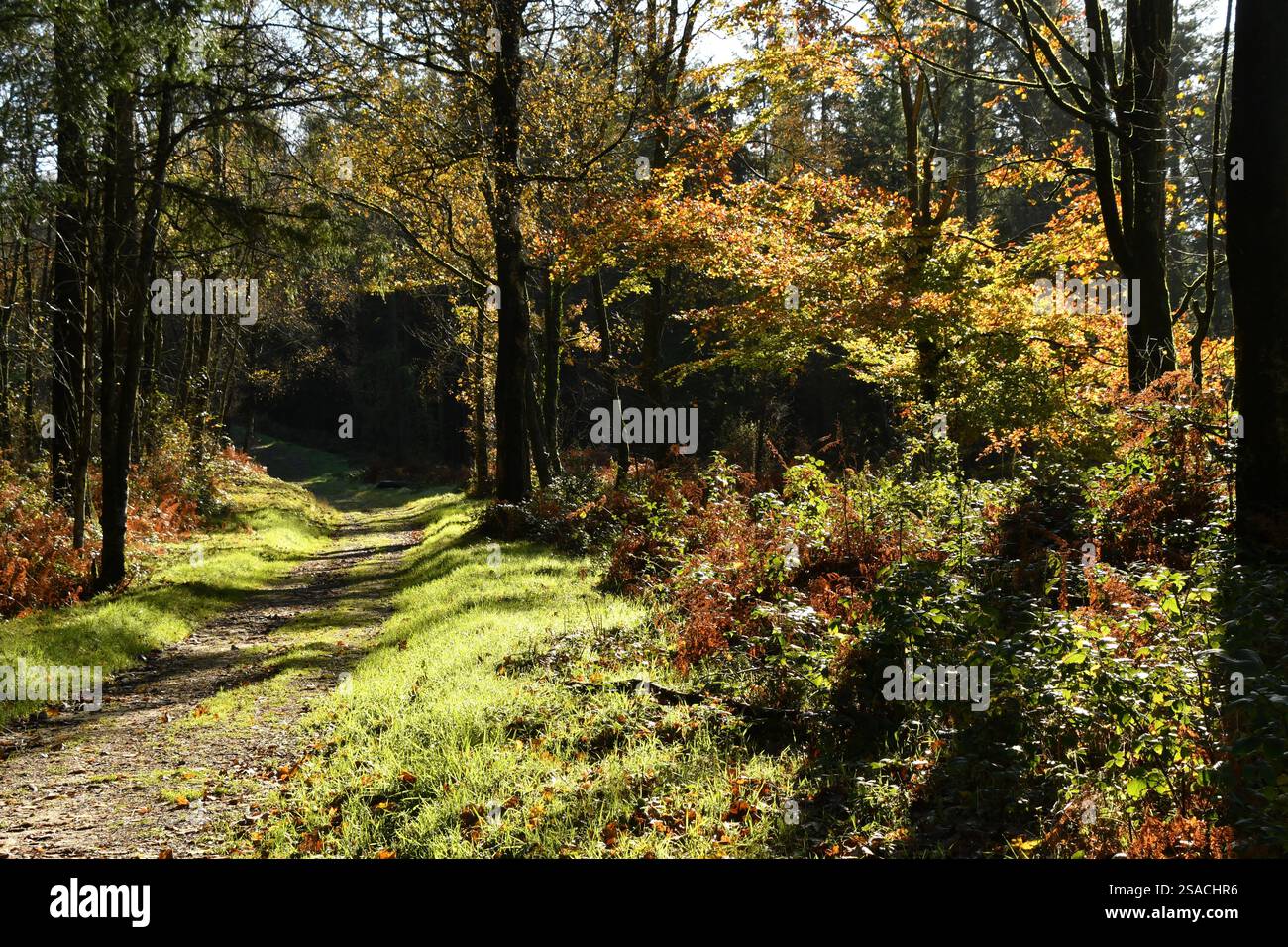 The peace and tranquility of a woodland ride with backlit beech leaves ...