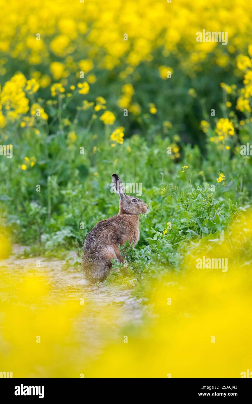 European brown hare (Lepus europaeus) foraging in yellow rape field ...
