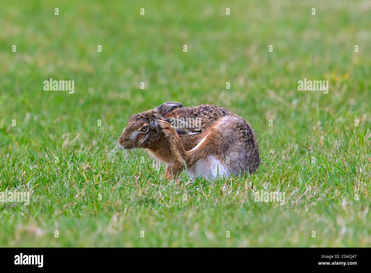 European brown hare (Lepus europaeus) scratching ear with hindfoot in ...