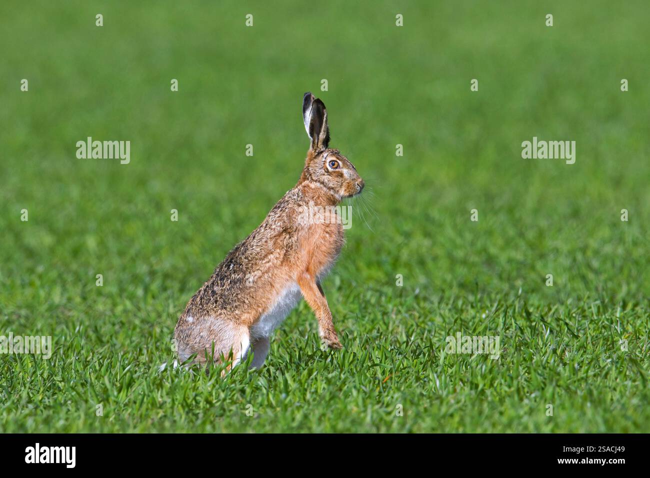 Alert European brown hare (Lepus europaeus) standing upright on its ...
