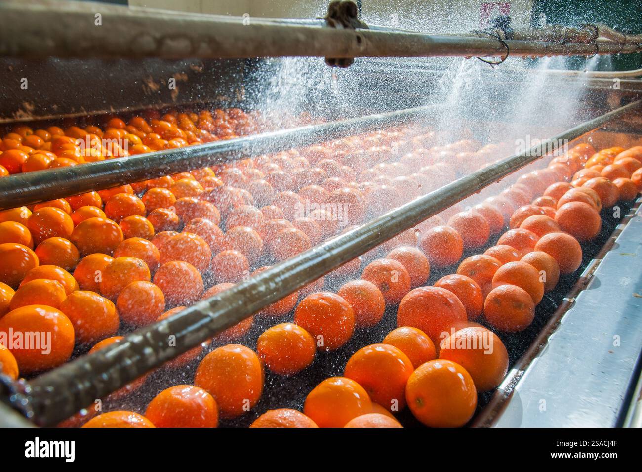 The process of washing and cleaning of citrus fruits in a modern ...