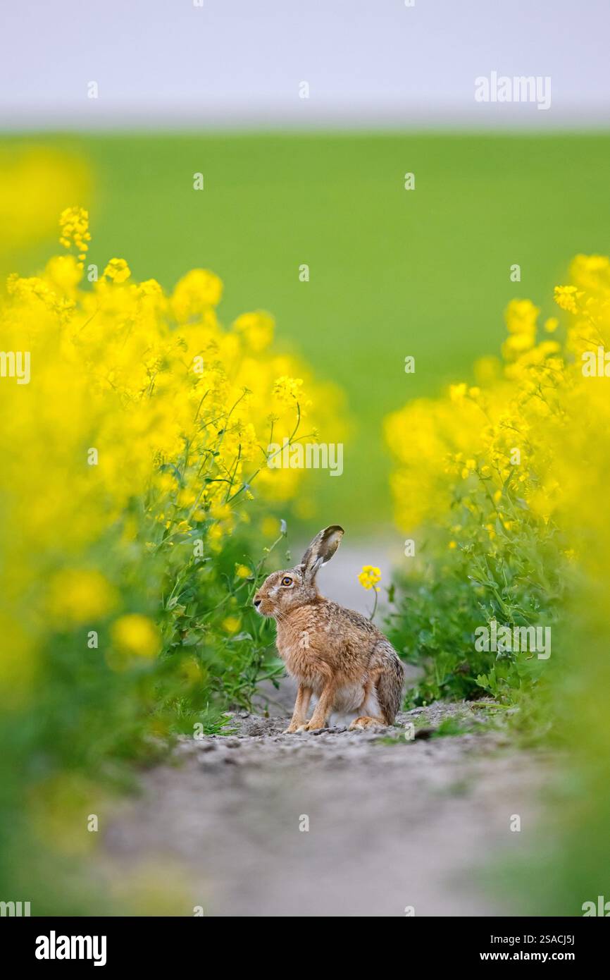 European brown hare (Lepus europaeus) foraging in yellow rape field ...