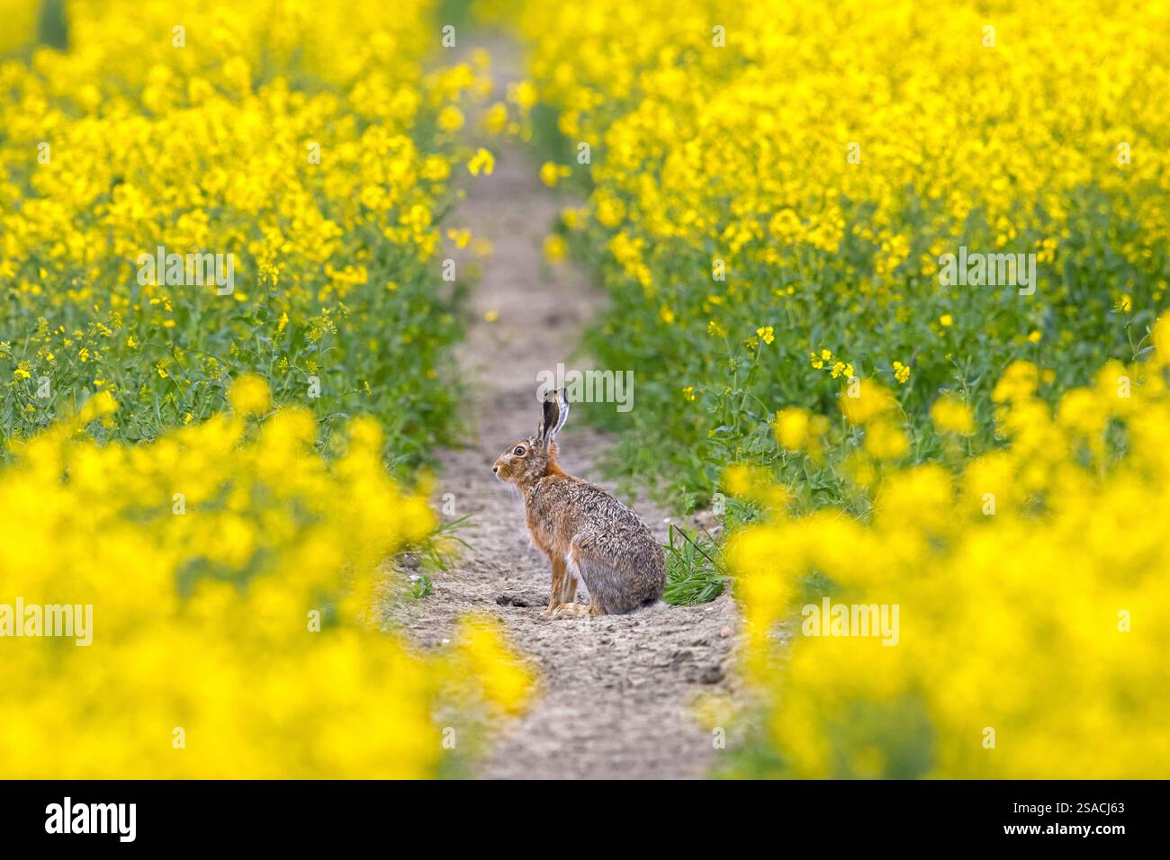 European brown hare (Lepus europaeus) foraging in yellow rape field ...