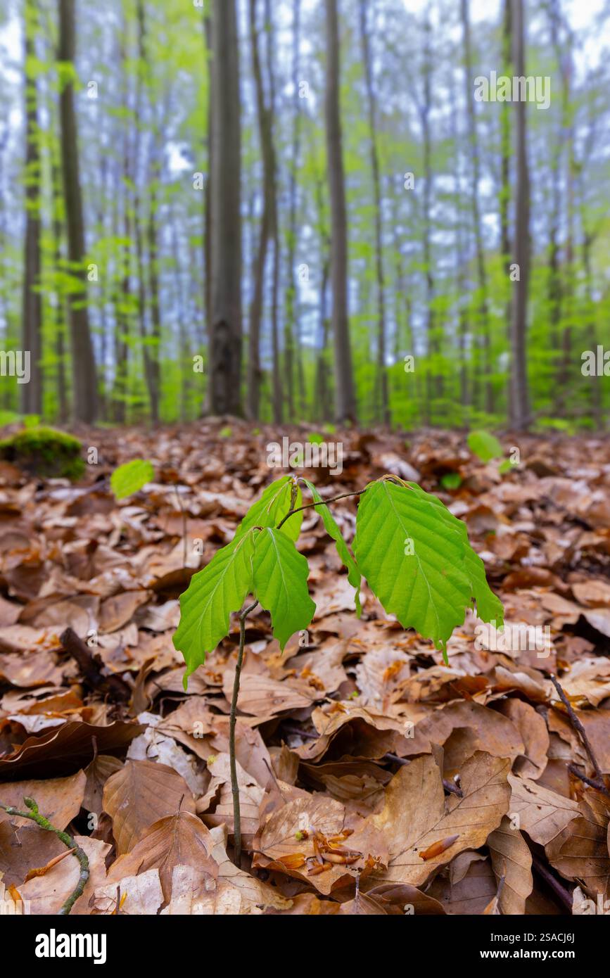 Seedling emerging from forest floor hi-res stock photography and images ...