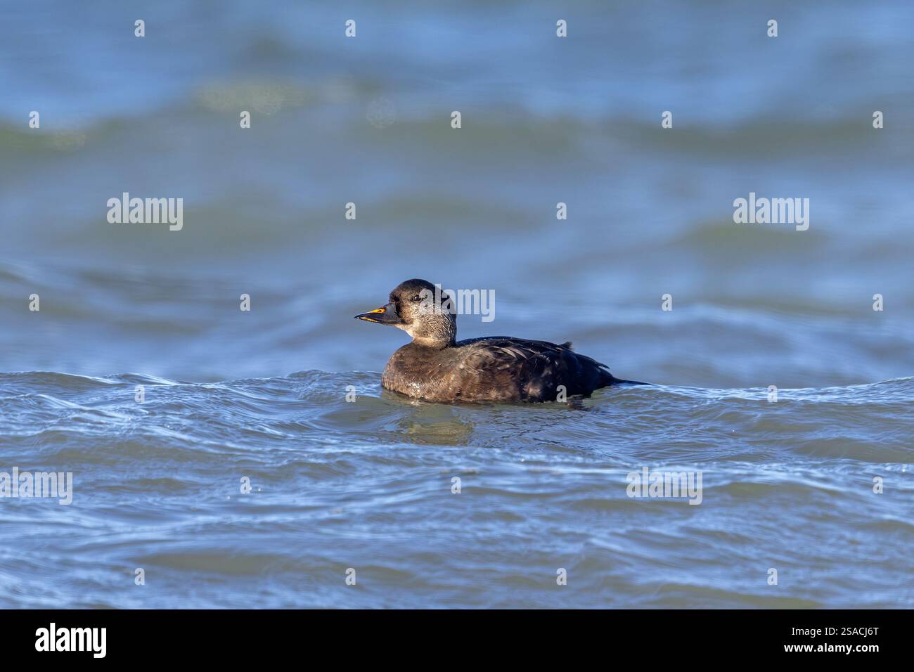 Common scoter (Melanitta nigra / Anas nigra) female swimming in sea ...