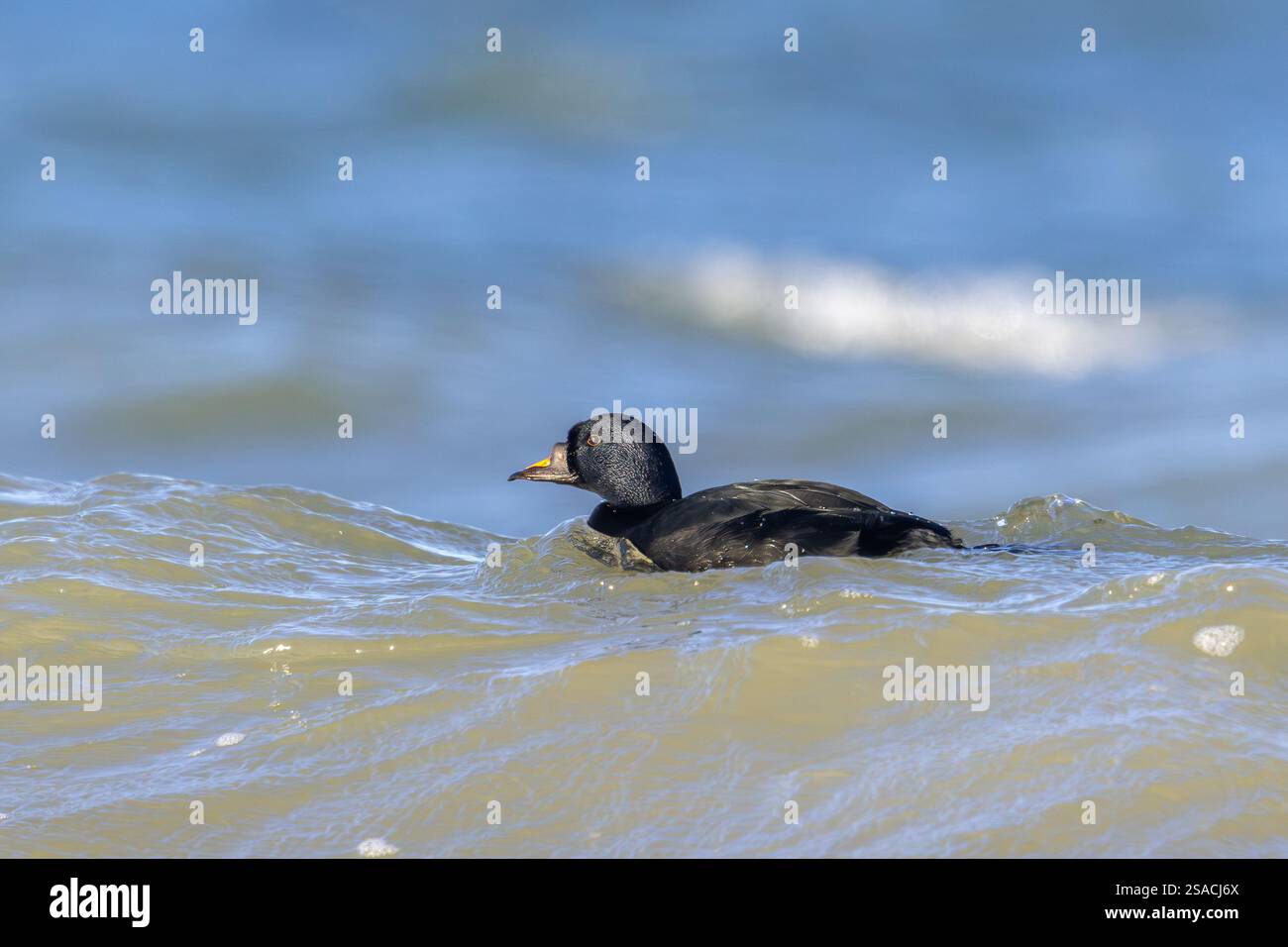 Common scoter (Melanitta nigra / Anas nigra) male / drake swimming in ...