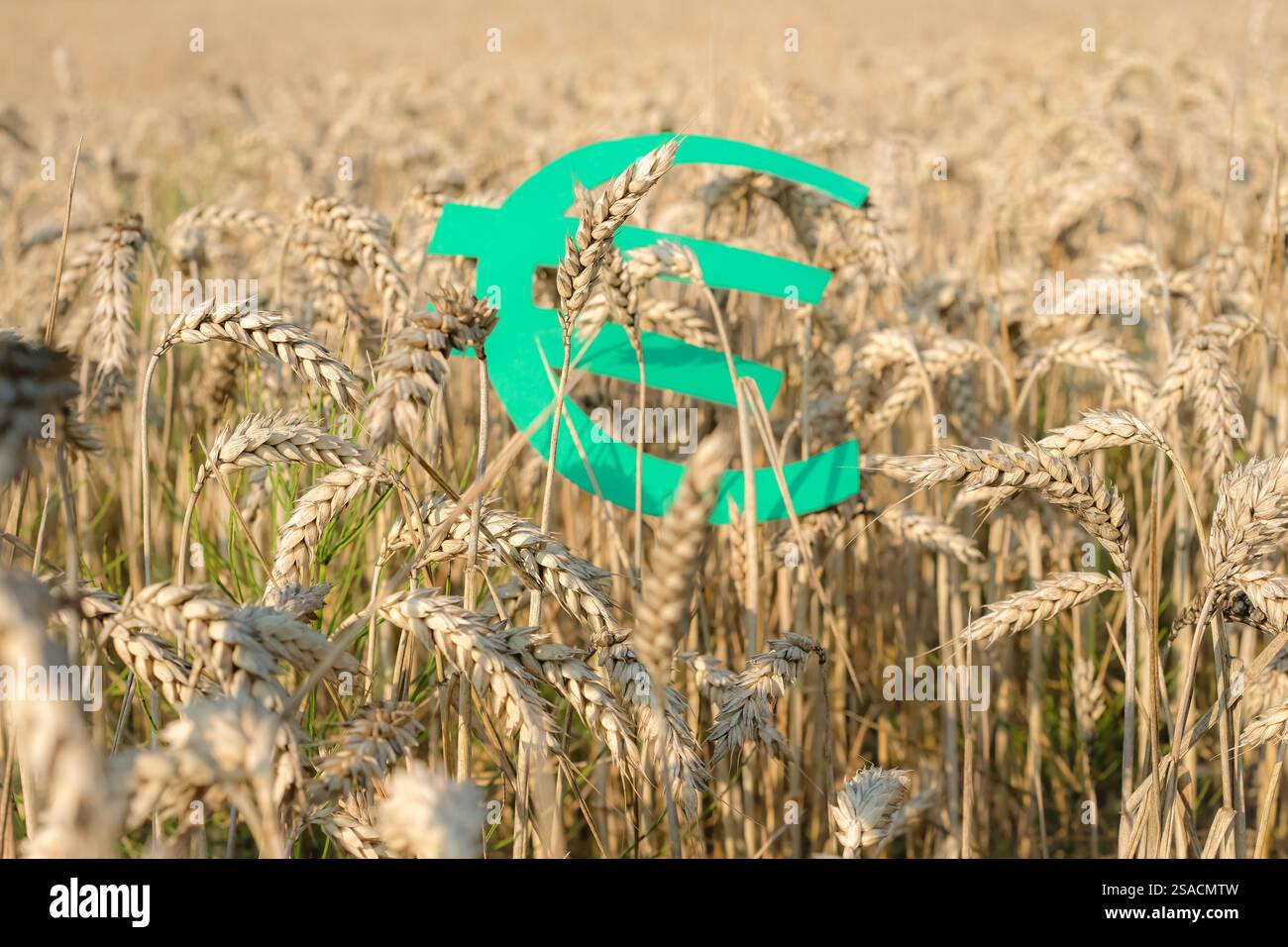 Euro symbol of green color on wheat field background. Sunlight ...