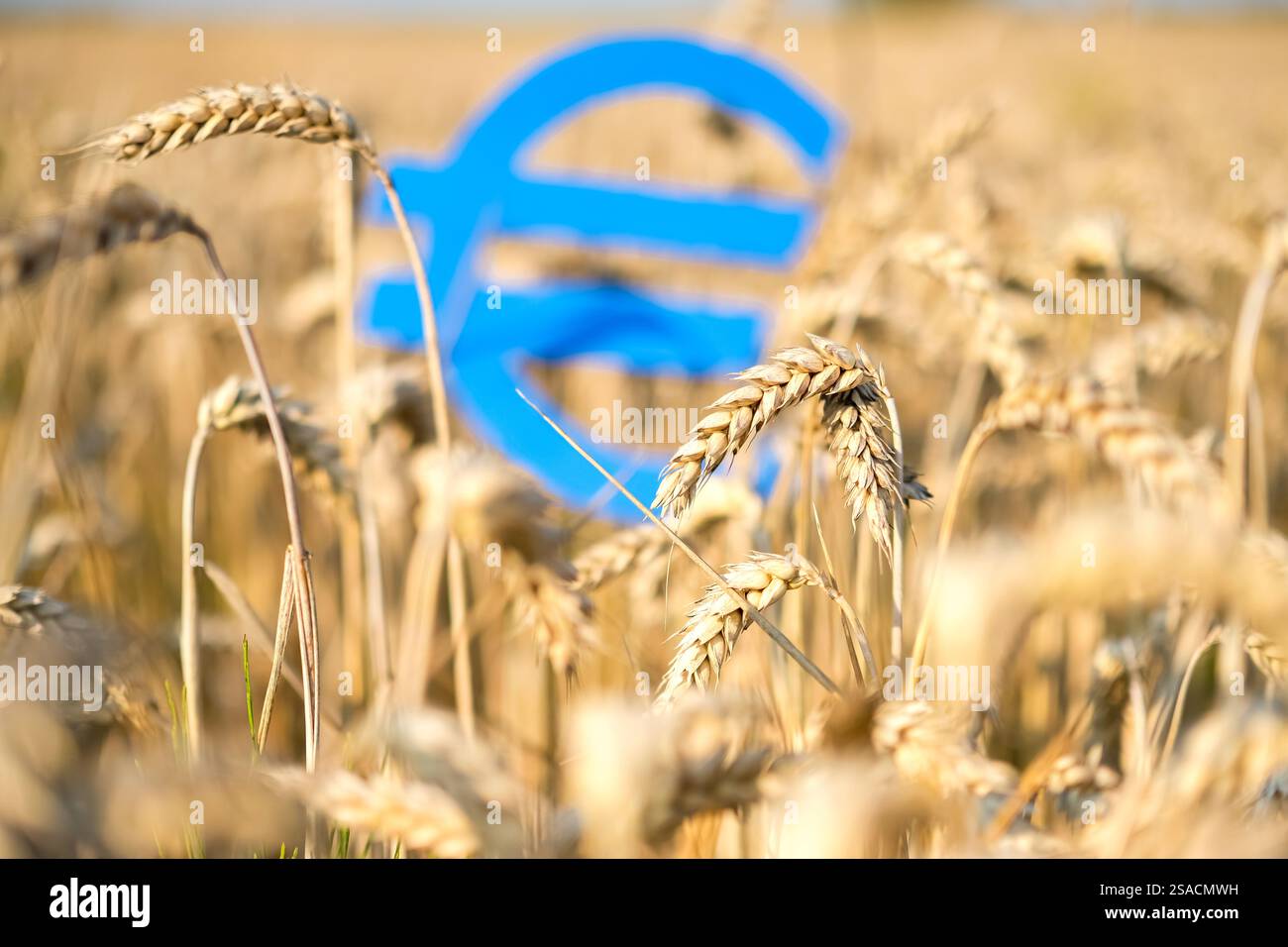 Blur euro sign of blue color on wheat field background. Sunlight. Copy ...