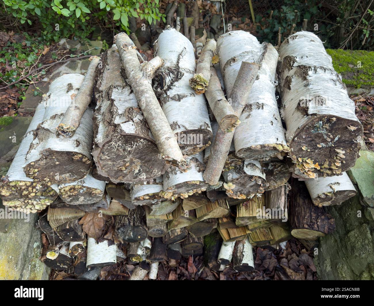 Stacked logs basking under a soft sunlight in a serene garden setting ...