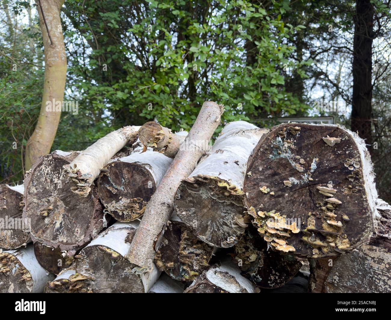 Wood stacked neatly in a serene forest setting surrounded by trees ...