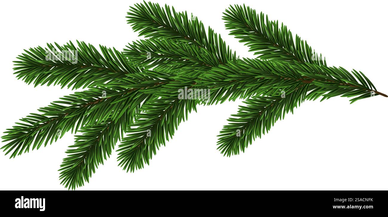 Green Christmas fir tree branch element. Vector illustration Stock ...
