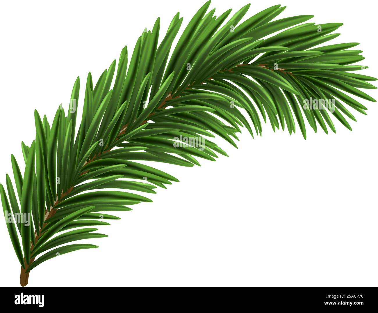 Green Christmas fir tree branch element. Vector illustration Stock ...