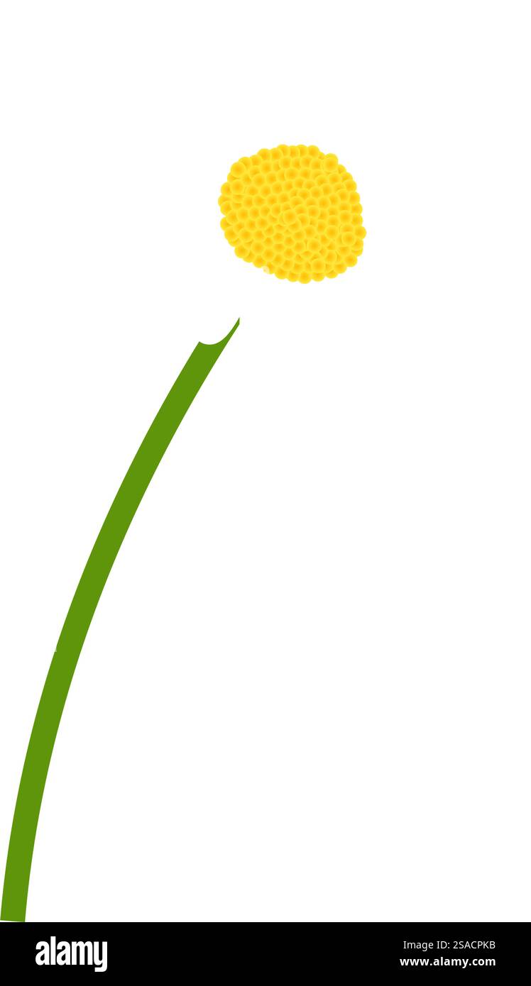 Chamomile flower. Beautiful flower for making summer and spring designs ...