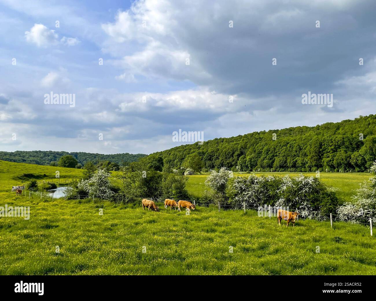 Cattle grazing along the Risle river valley in Champignolles, Eure ...
