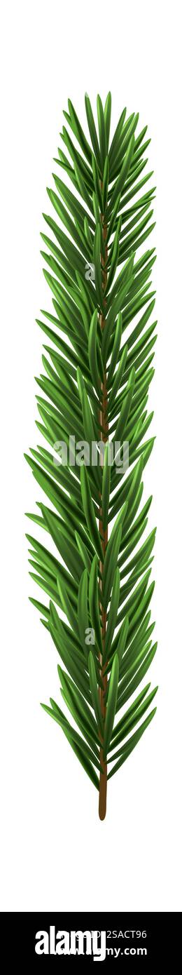 Green Christmas fir tree branch element. Vector illustration Stock ...