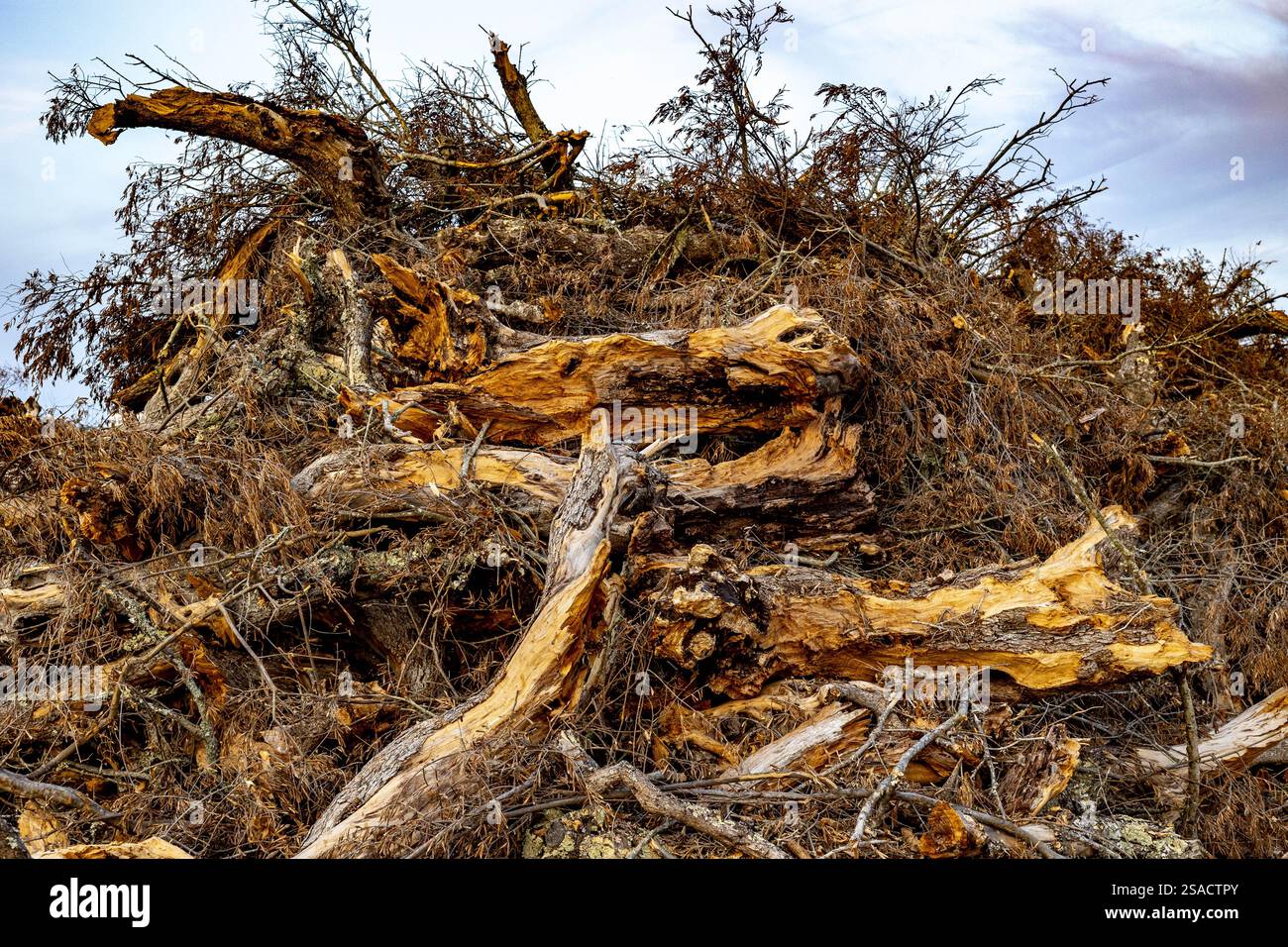 Olive trees killed by xylella fastidiosa in Salento, Puglia, Italy ...
