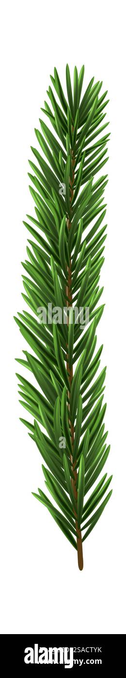 Green Christmas fir tree branch element. Vector illustration Stock ...