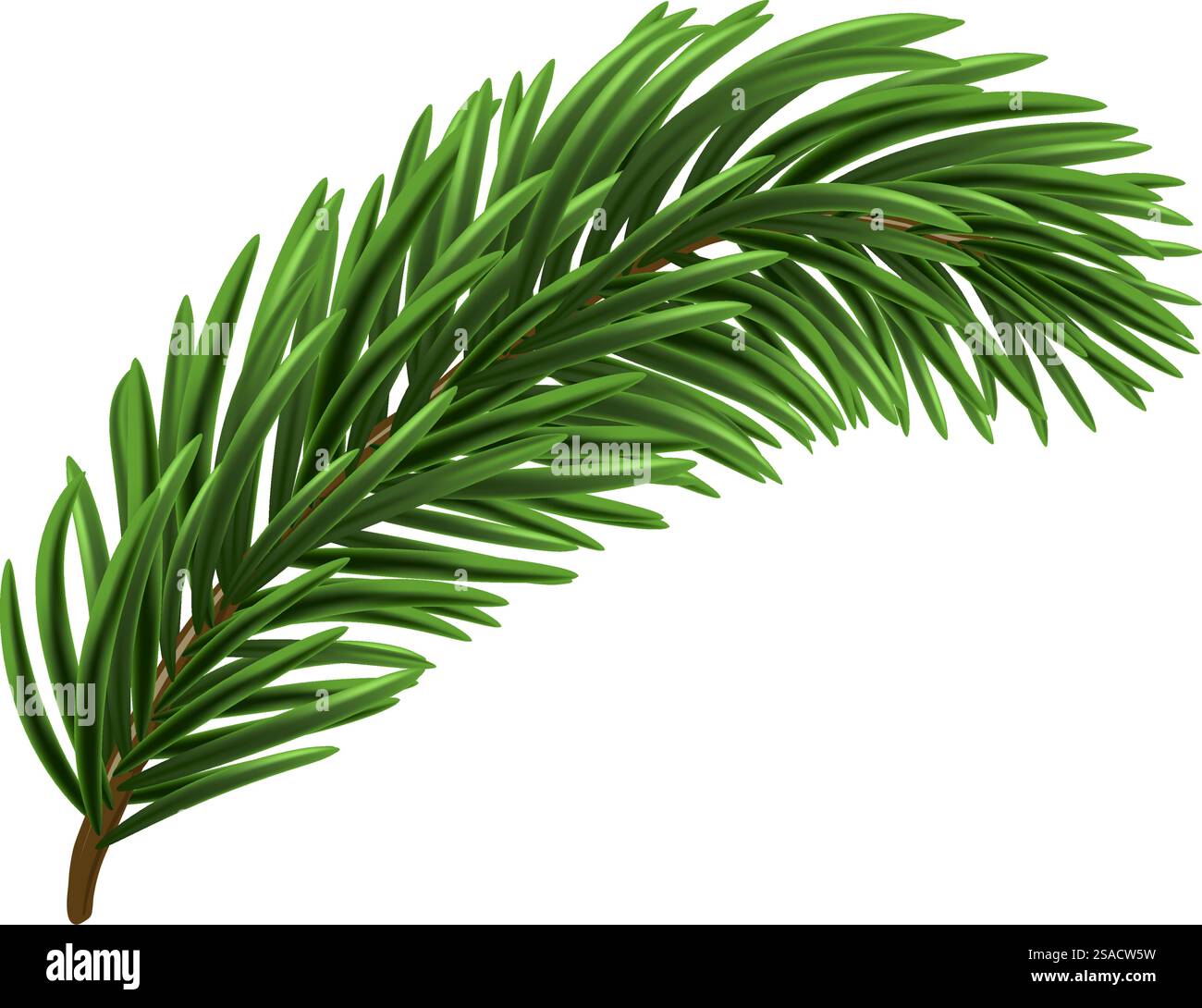 Green Christmas fir tree branch element. Vector illustration Stock ...
