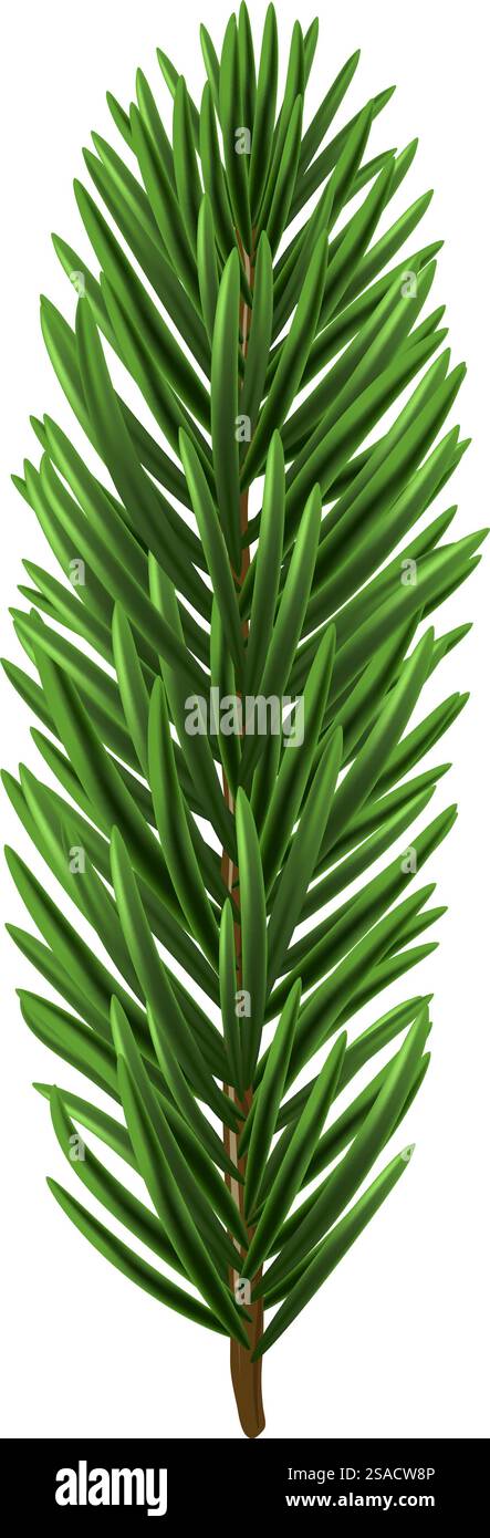 Green Christmas fir tree branch element. Vector illustration Stock ...