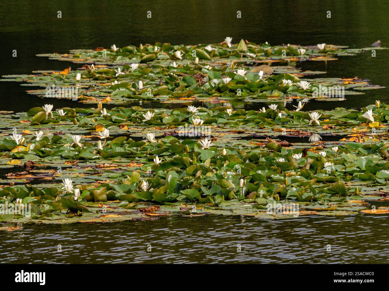 Green lily pads with white flowers hi-res stock photography and images ...