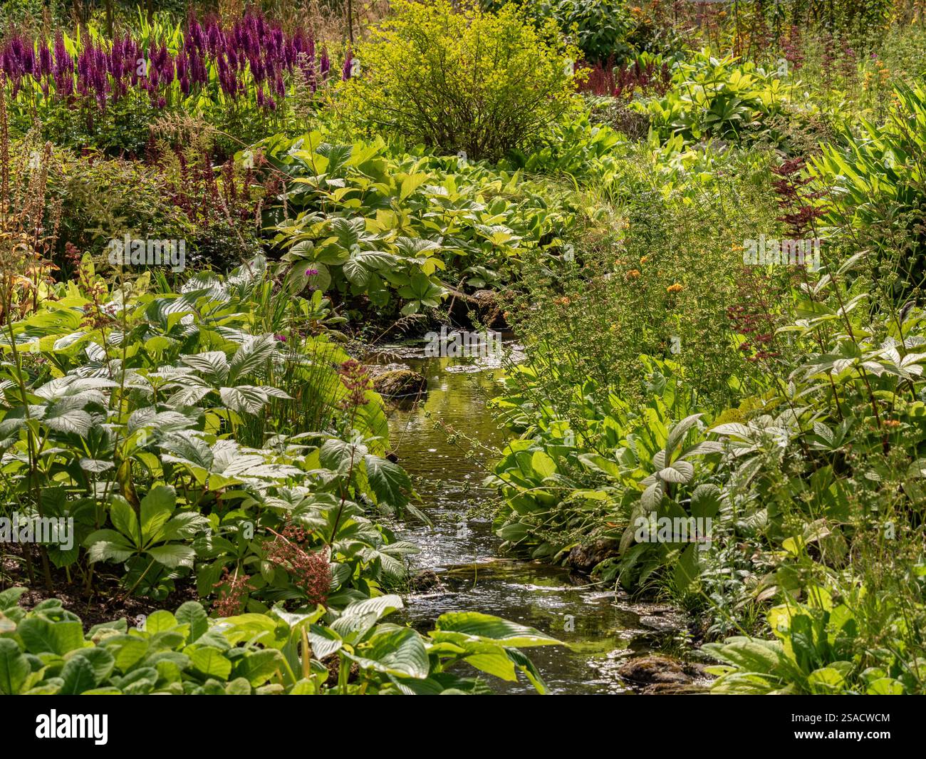 Chinese Streamside Garden at RHS Bridgewater in summer. UK Stock Photo ...