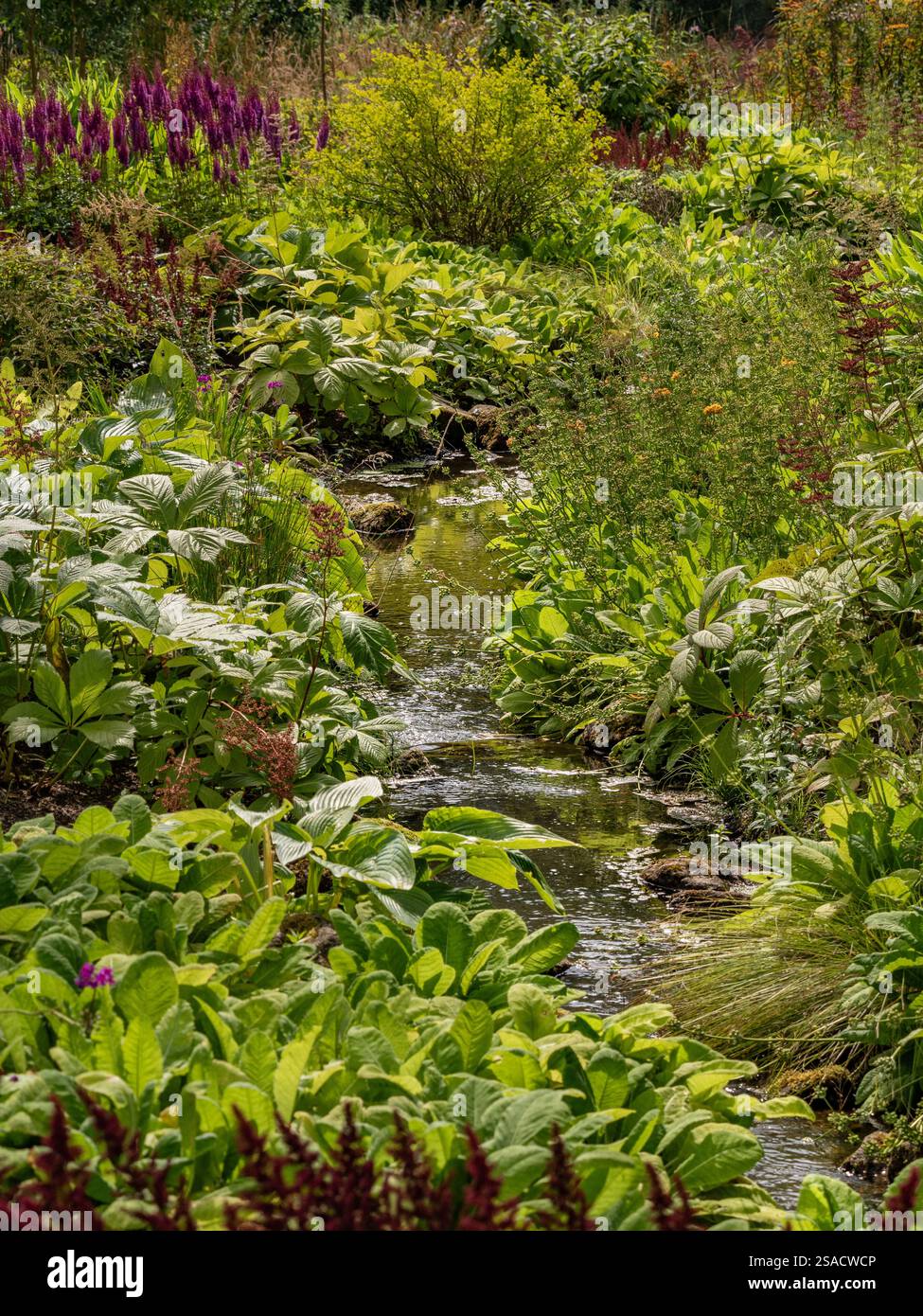 Chinese Streamside Garden at RHS Bridgewater in summer. UK Stock Photo ...
