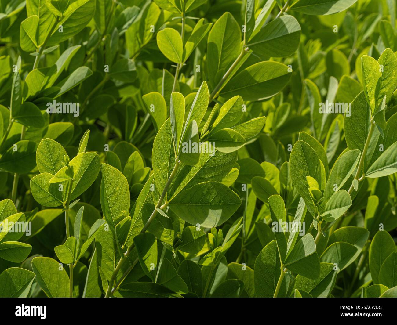 Backlit leaves of Baptisia australis (commonly called Blue False Indigo ...