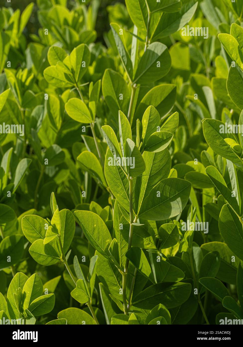 Backlit leaves of Baptisia australis (commonly called Blue False Indigo ...