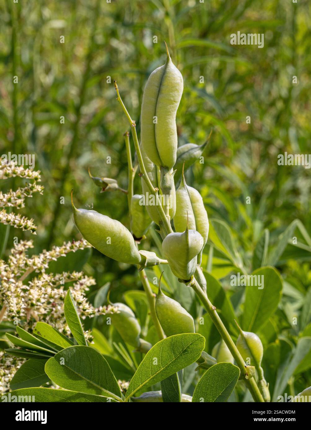 Green unripe Blue False Indigo seed pods in a UK garden in summer Stock ...