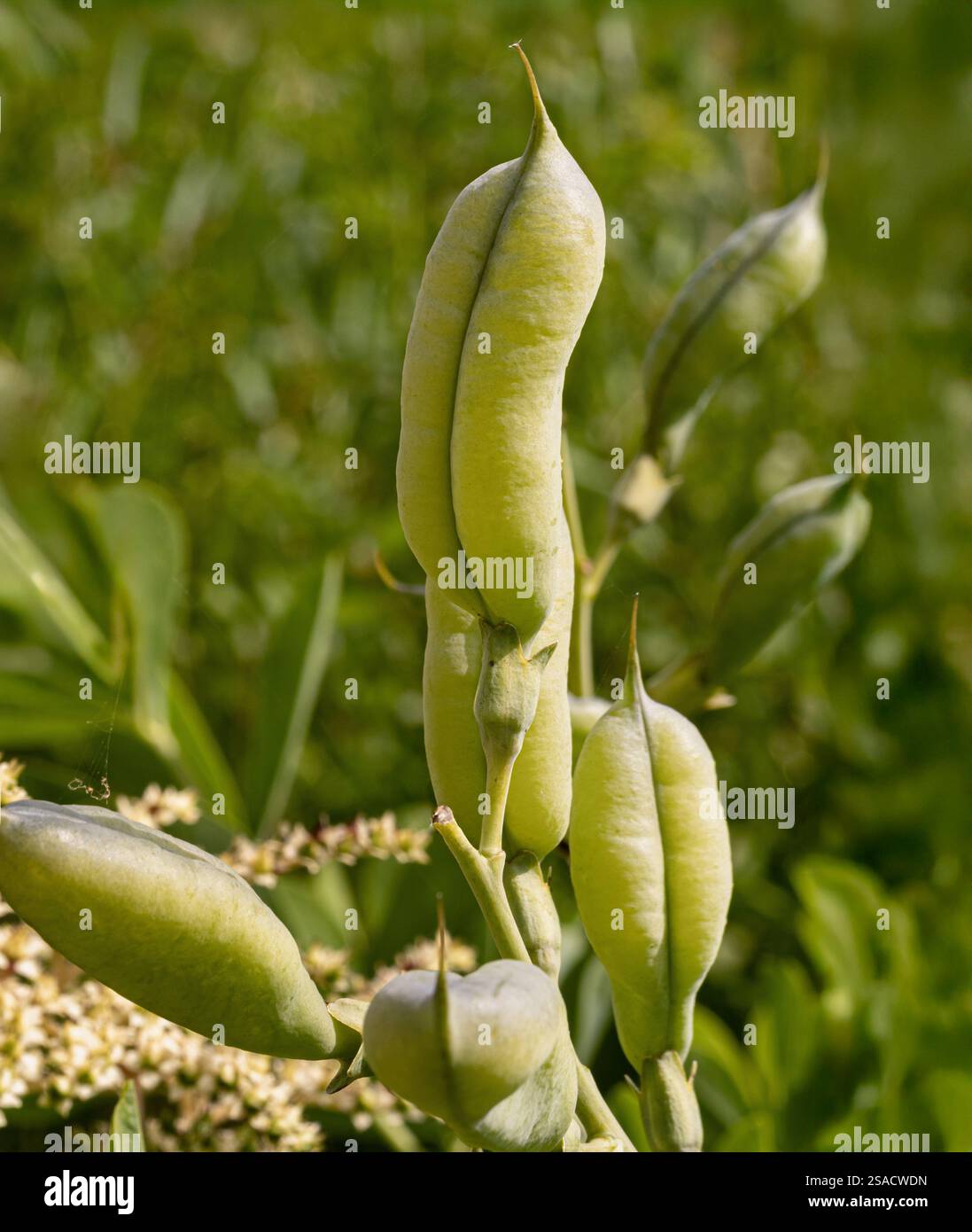 Green unripe Blue False Indigo seed pods in a UK garden in summer Stock ...