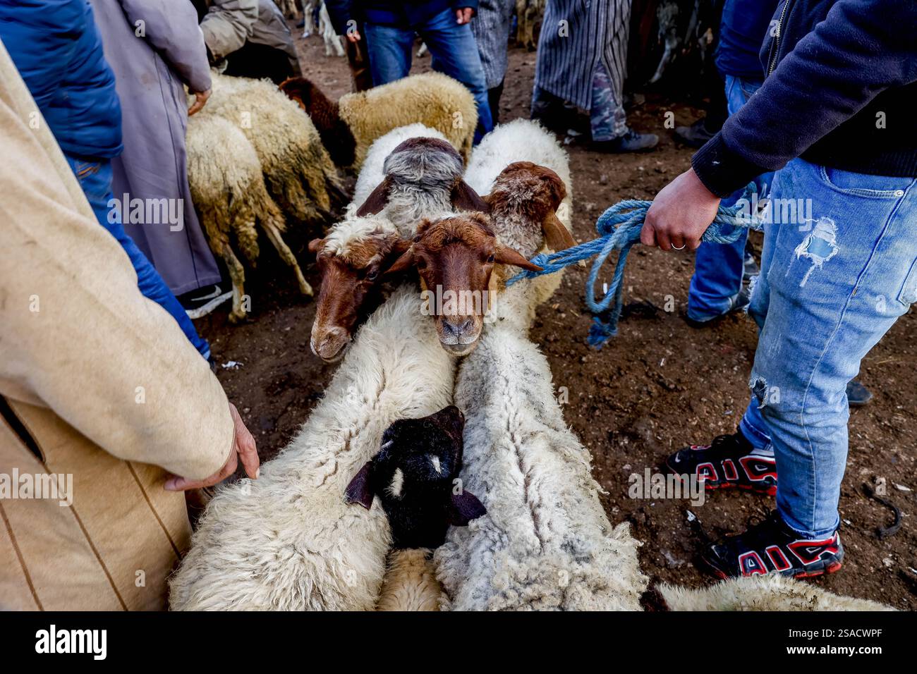 Weekly cattle market in Azrou, Morocco Stock Photo - Alamy