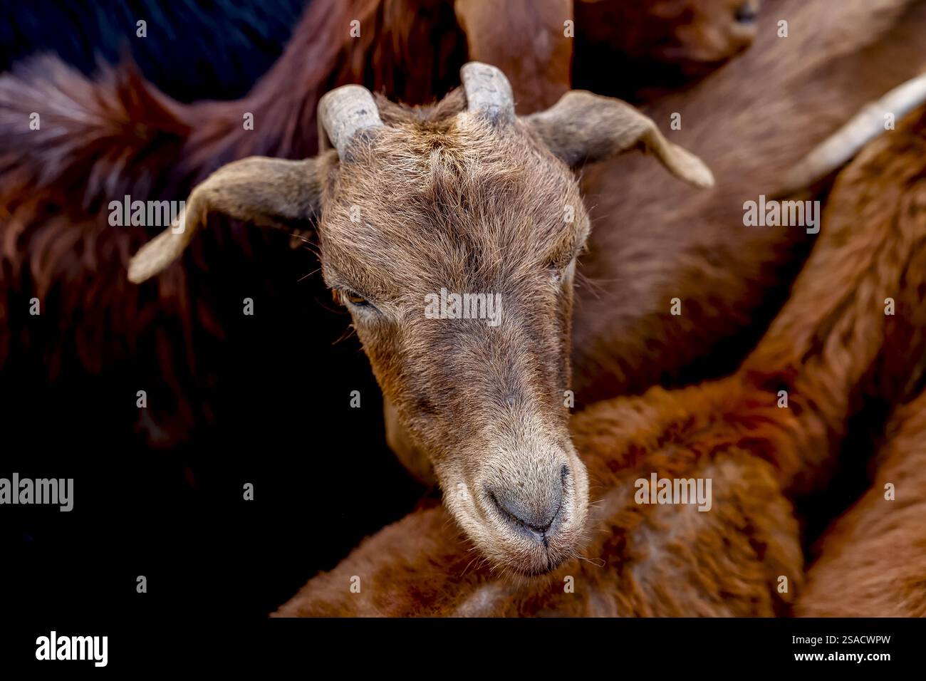Weekly cattle market in Azrou, Morocco Stock Photo - Alamy