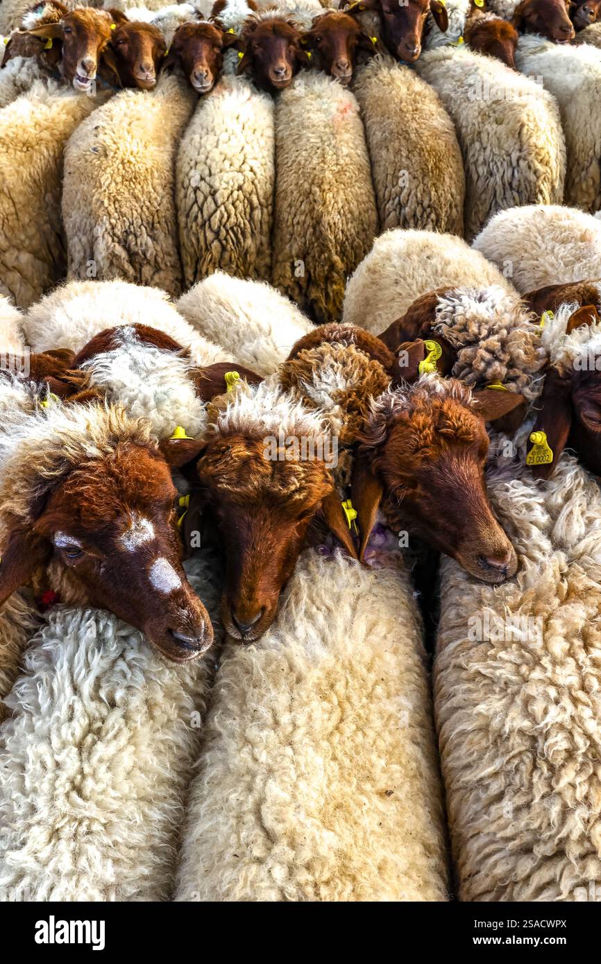 Azrou market hi-res stock photography and images - Alamy