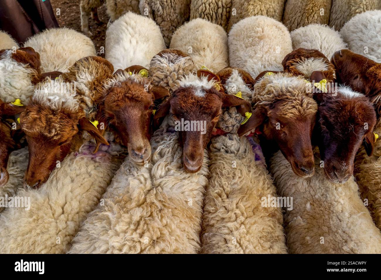 Weekly cattle market in Azrou, Morocco Stock Photo - Alamy