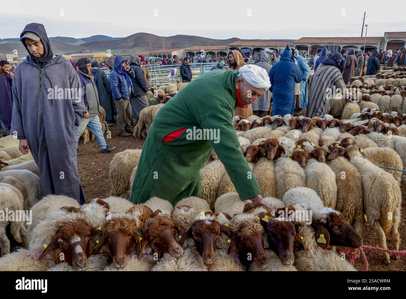 Weekly cattle market in Azrou, Morocco Stock Photo - Alamy