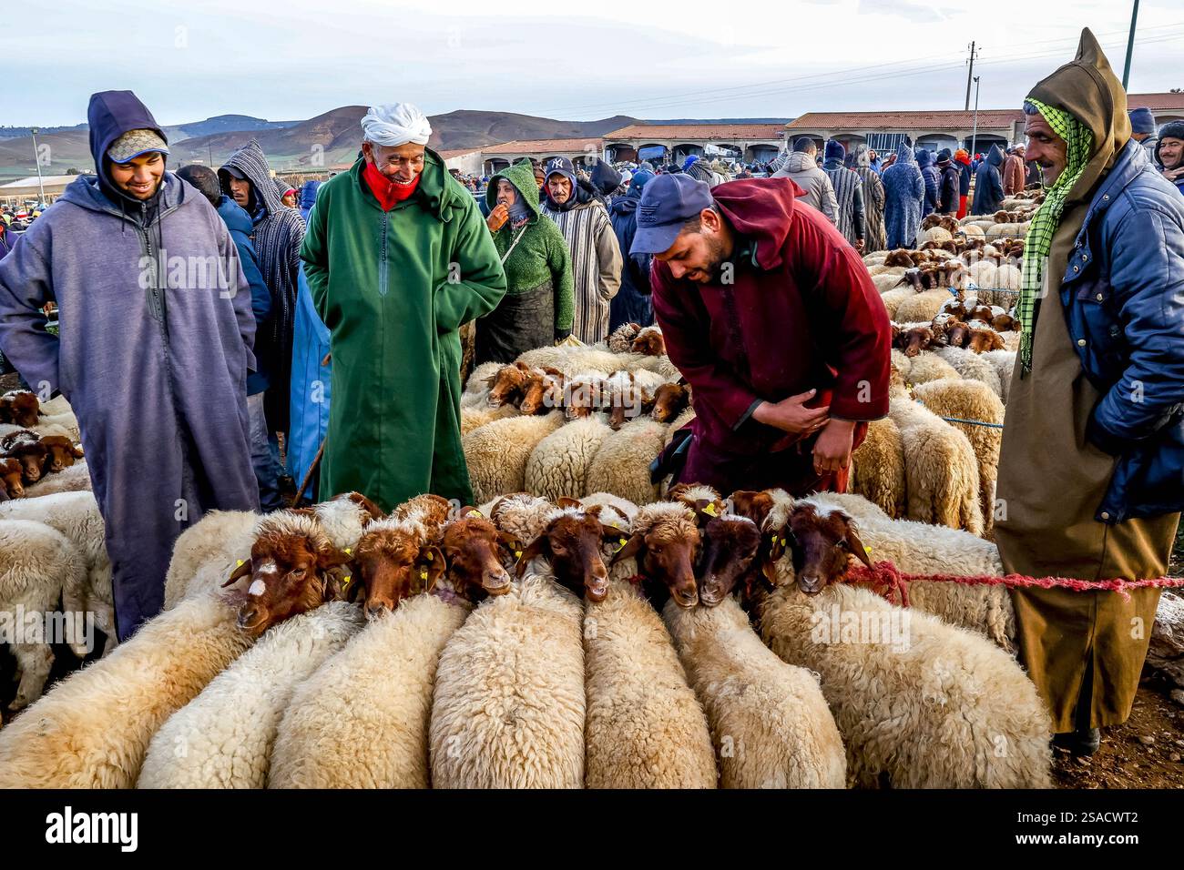Weekly cattle market in Azrou, Morocco Stock Photo - Alamy