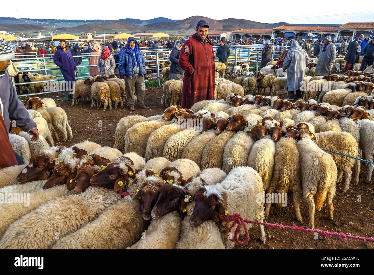 Weekly cattle market in Azrou, Morocco Stock Photo - Alamy