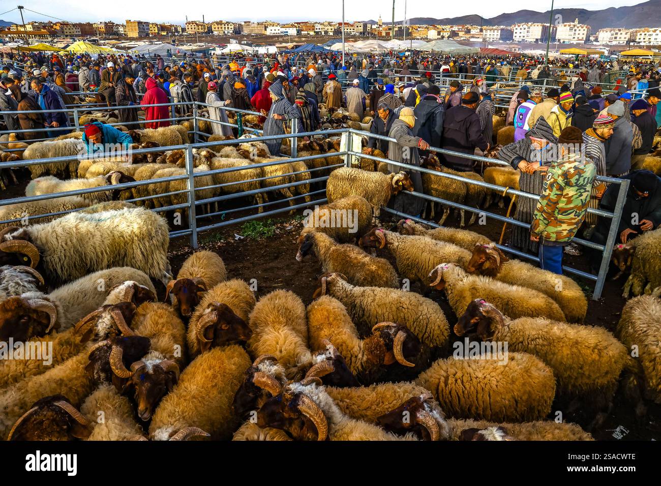 Weekly cattle market in Azrou, Morocco Stock Photo - Alamy