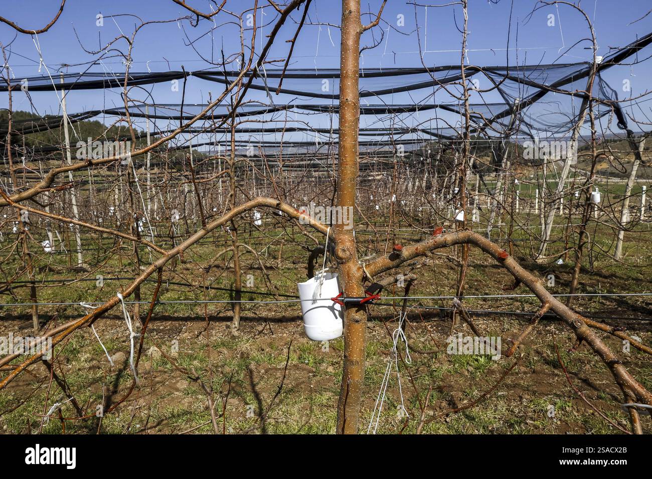 Apple tree orchard on the outskirts of Azrou, Morocco Stock Photo - Alamy