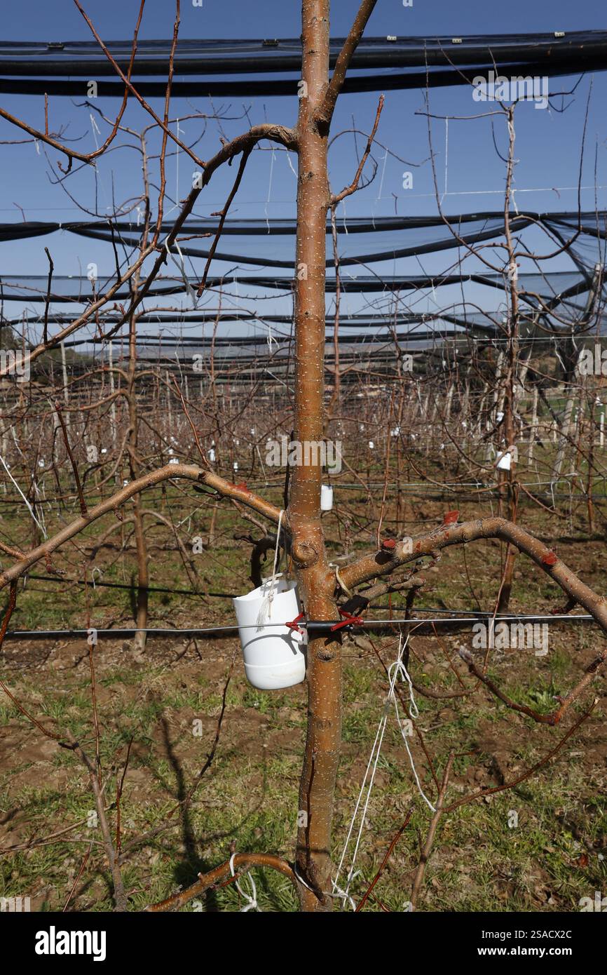 Apple tree orchard on the outskirts of Azrou, Morocco Stock Photo - Alamy