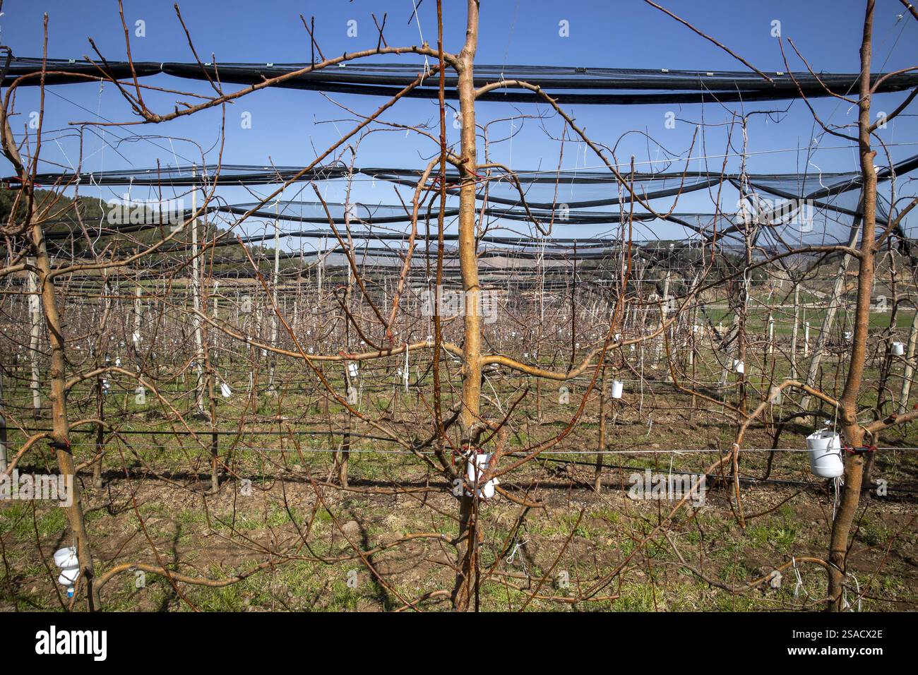 Apple tree orchard on the outskirts of Azrou, Morocco Stock Photo - Alamy