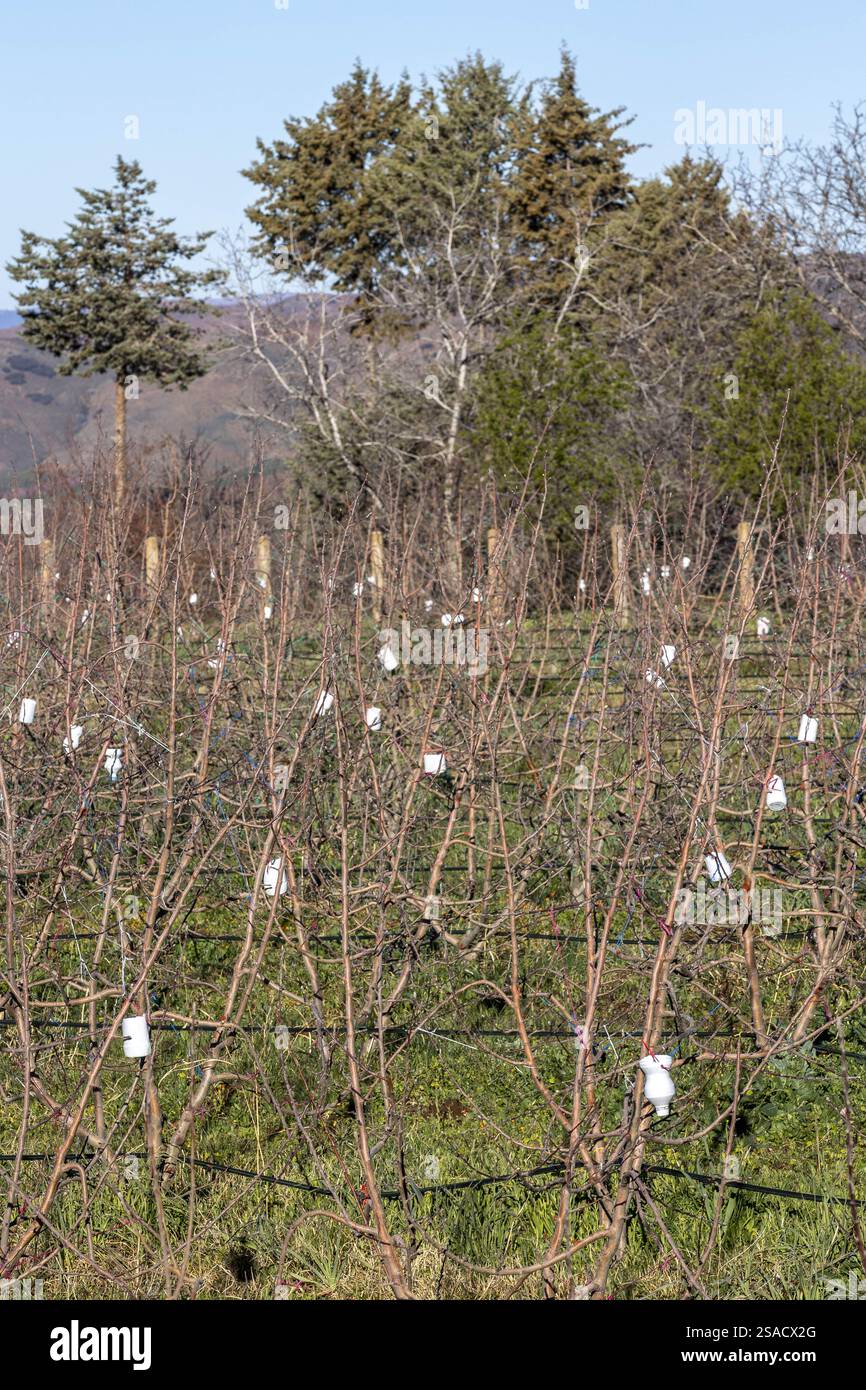 Apple tree orchard on the outskirts of Azrou, Morocco Stock Photo - Alamy