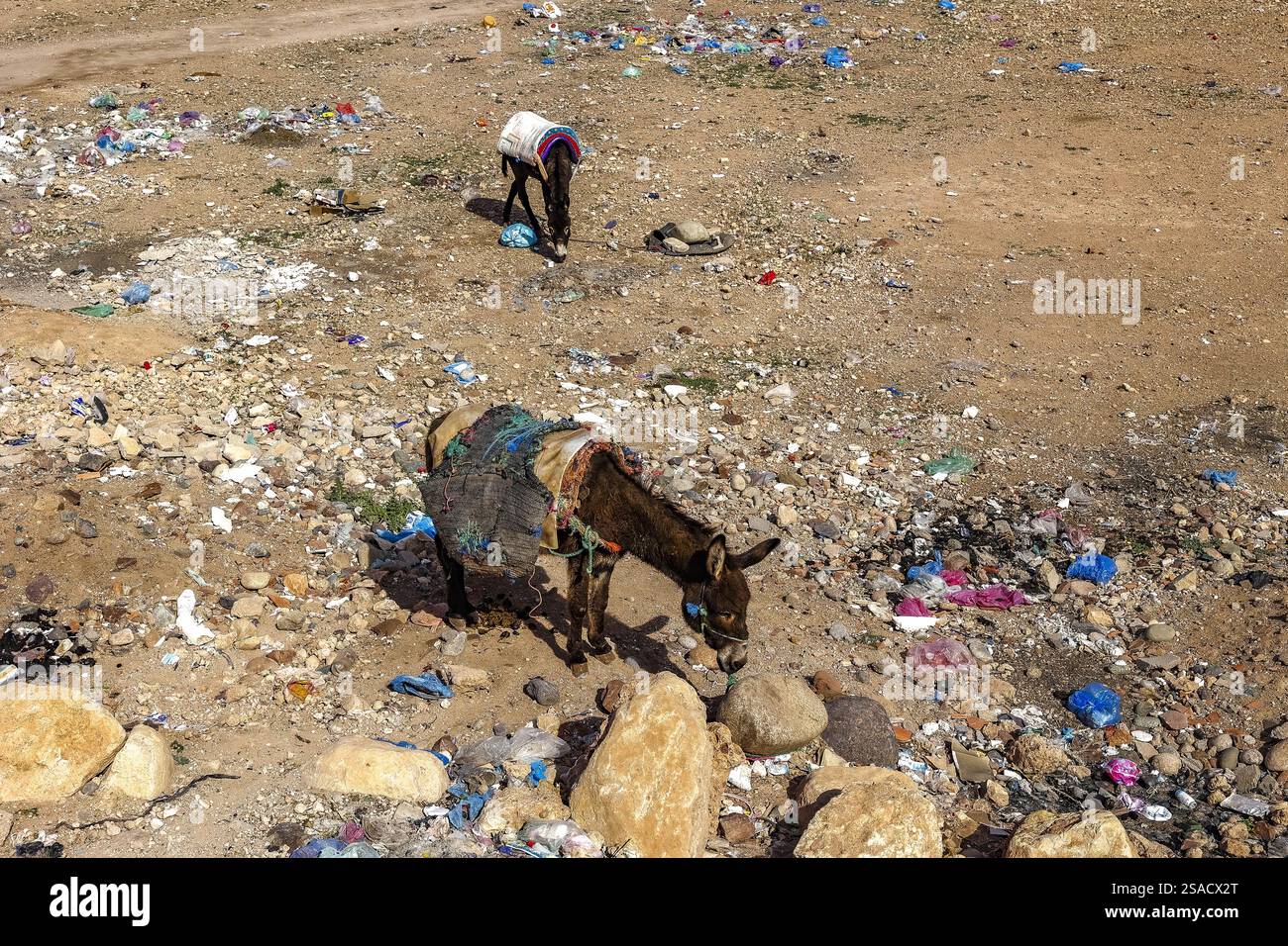 Donkeys in a public space covered with trash in Tazert, Morocco Stock ...