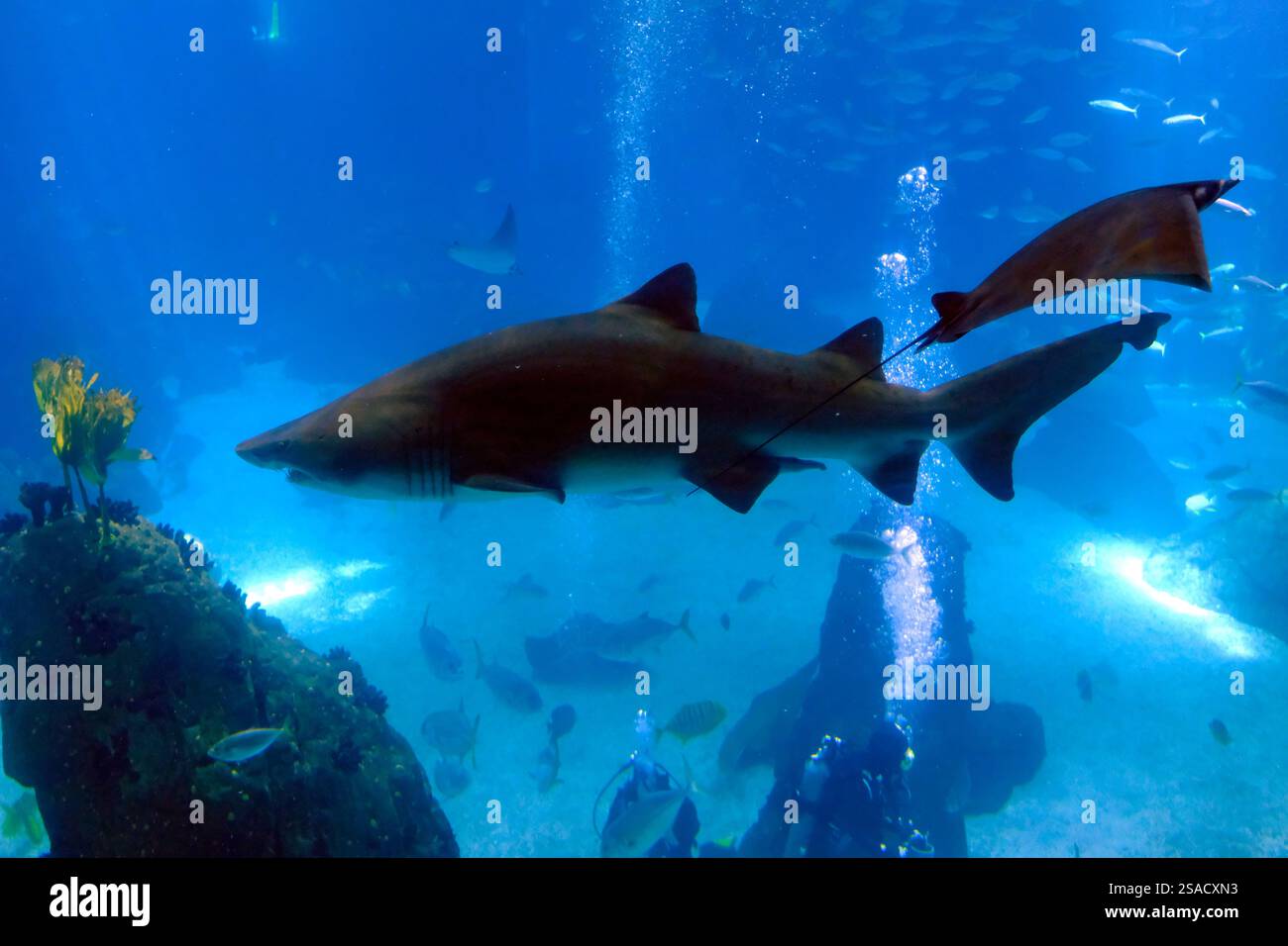 Lisbon Oceanarium, the second largest oceanarium in the world and the ...