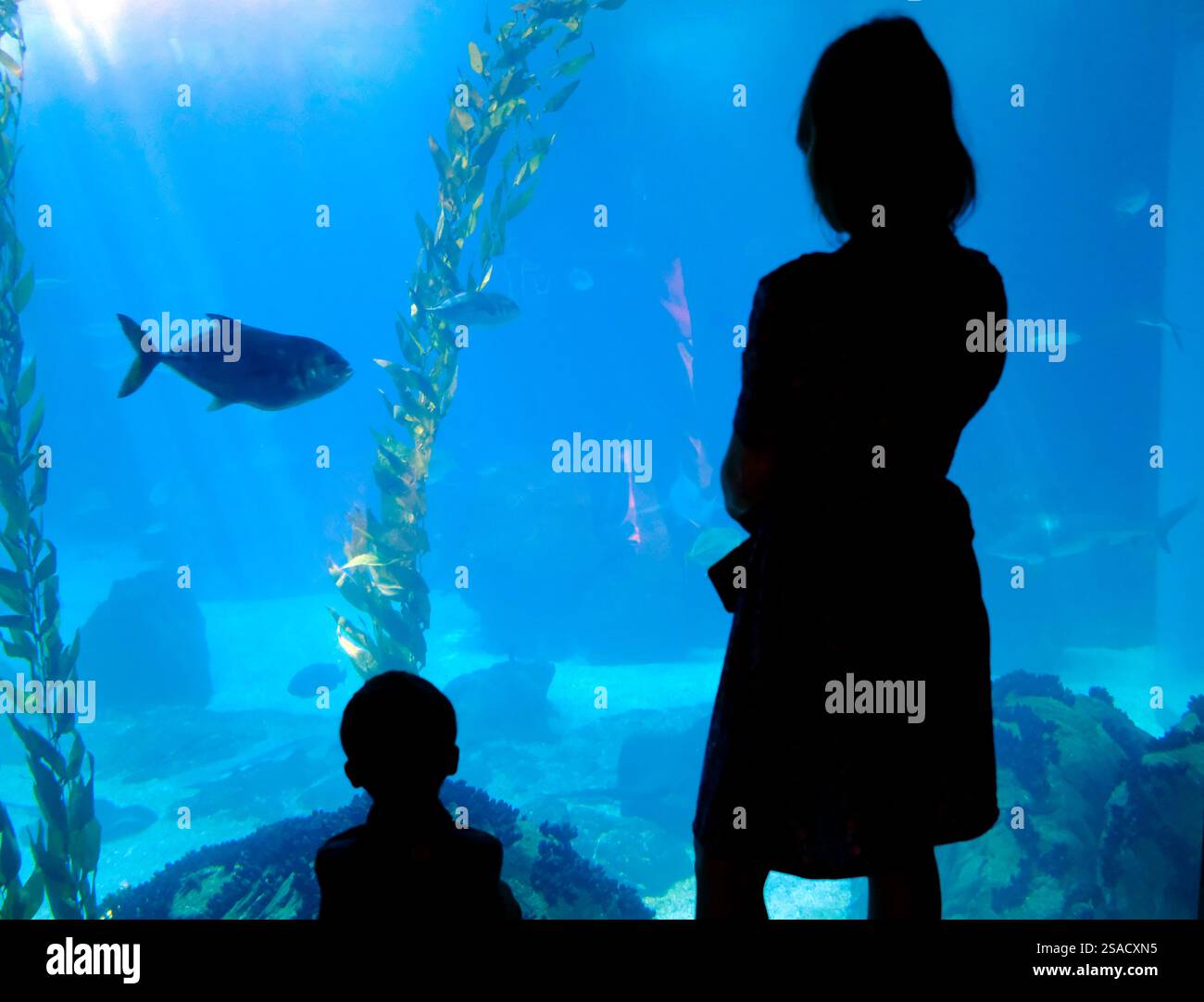 Biggest oceanarium of the world hi-res stock photography and images - Alamy