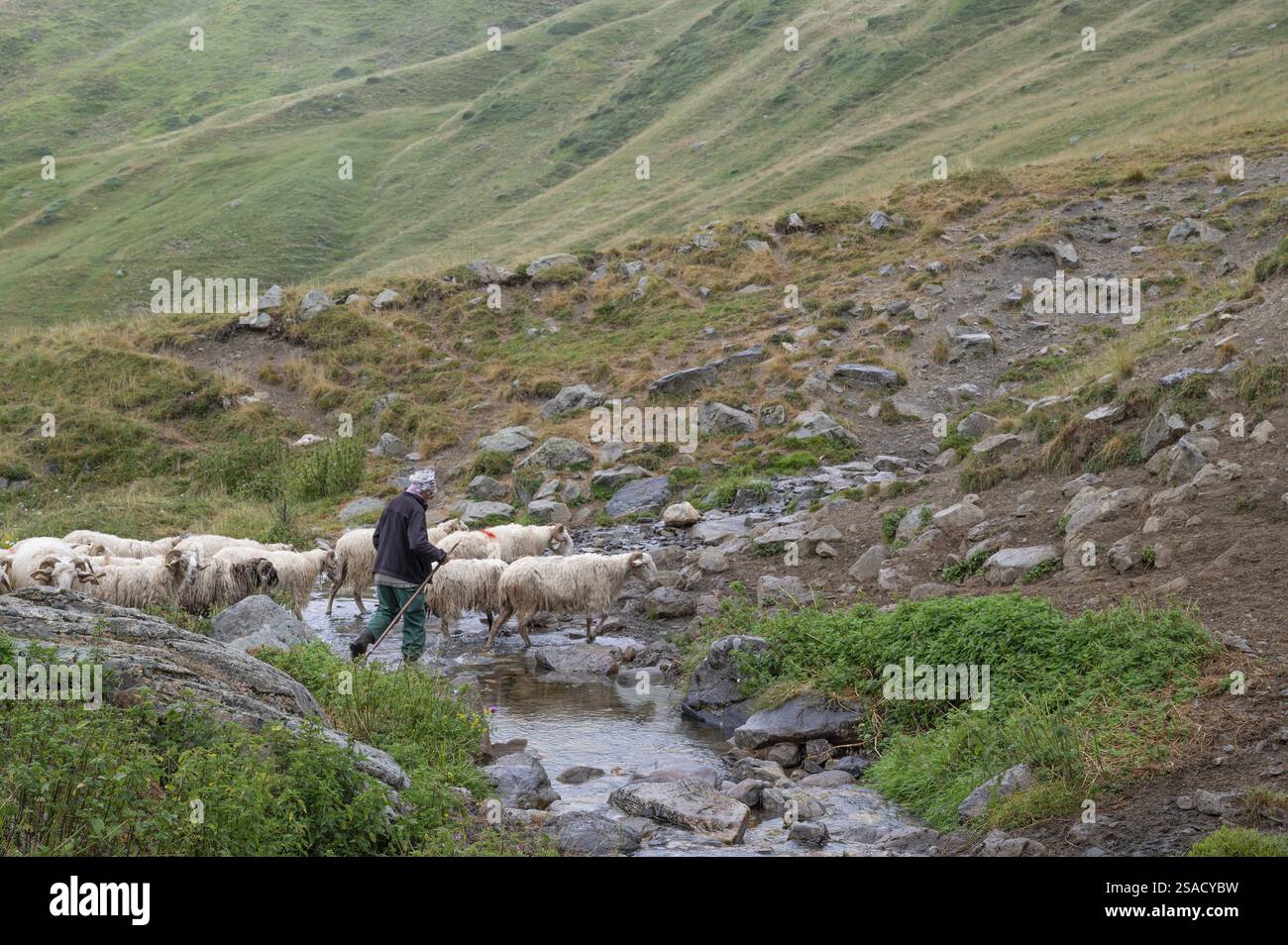 Female shepherd Brigitte Touyet wandering with her herd of sheep during ...