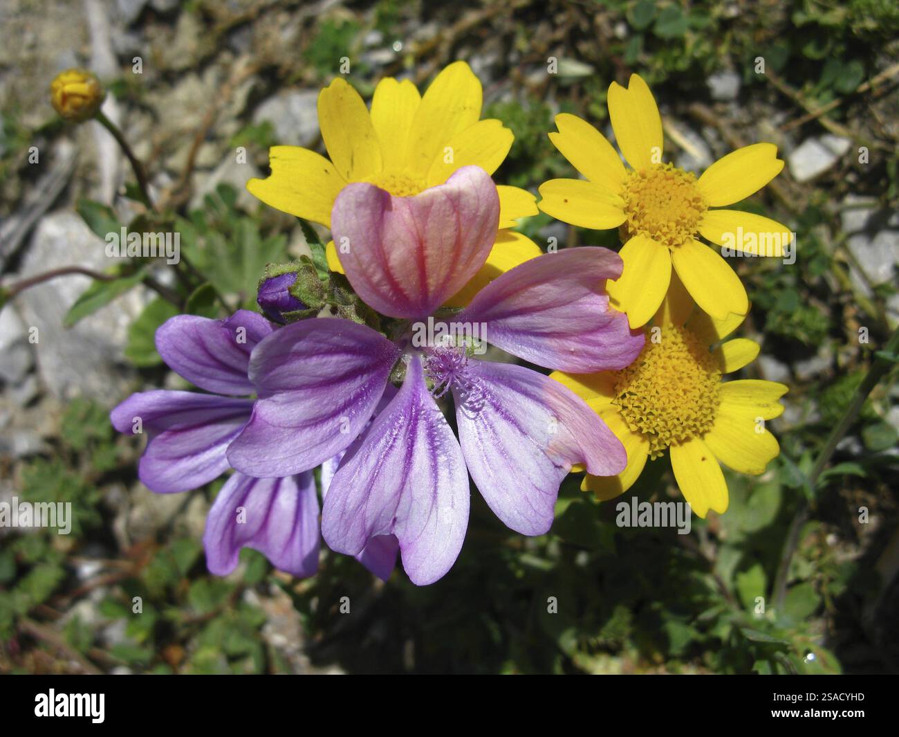 Purple mountain alpine wildflowers hi-res stock photography and images ...