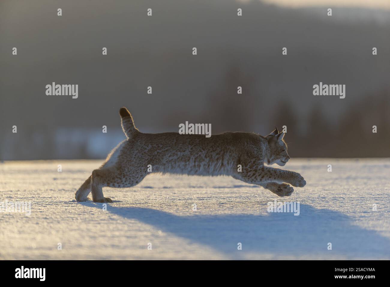 One young male Eurasian lynx, (Lynx lynx), running over a snow covered ...