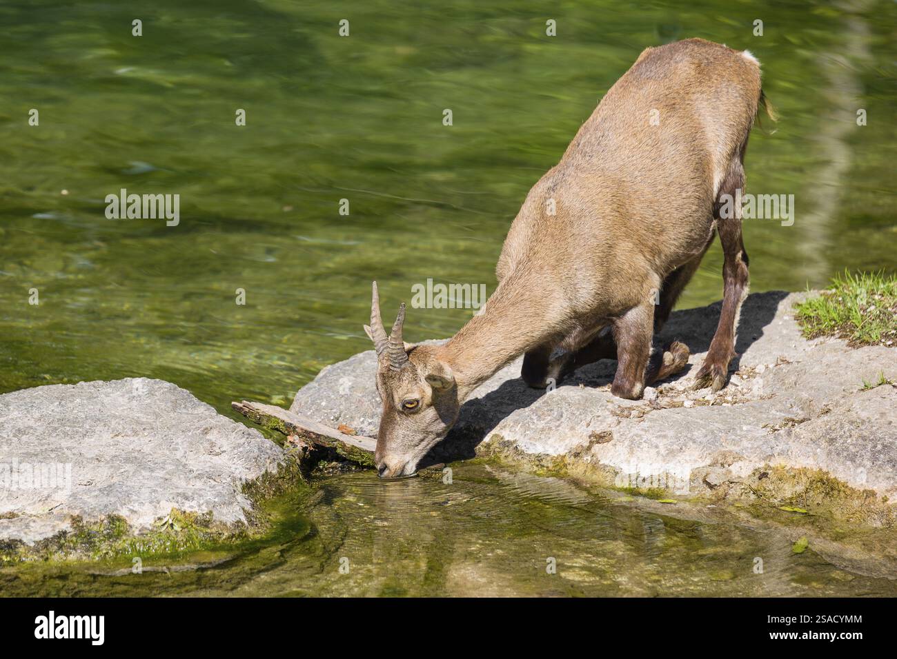 A female ibex (Capra ibex) stands on the rocky shore of a small pond ...